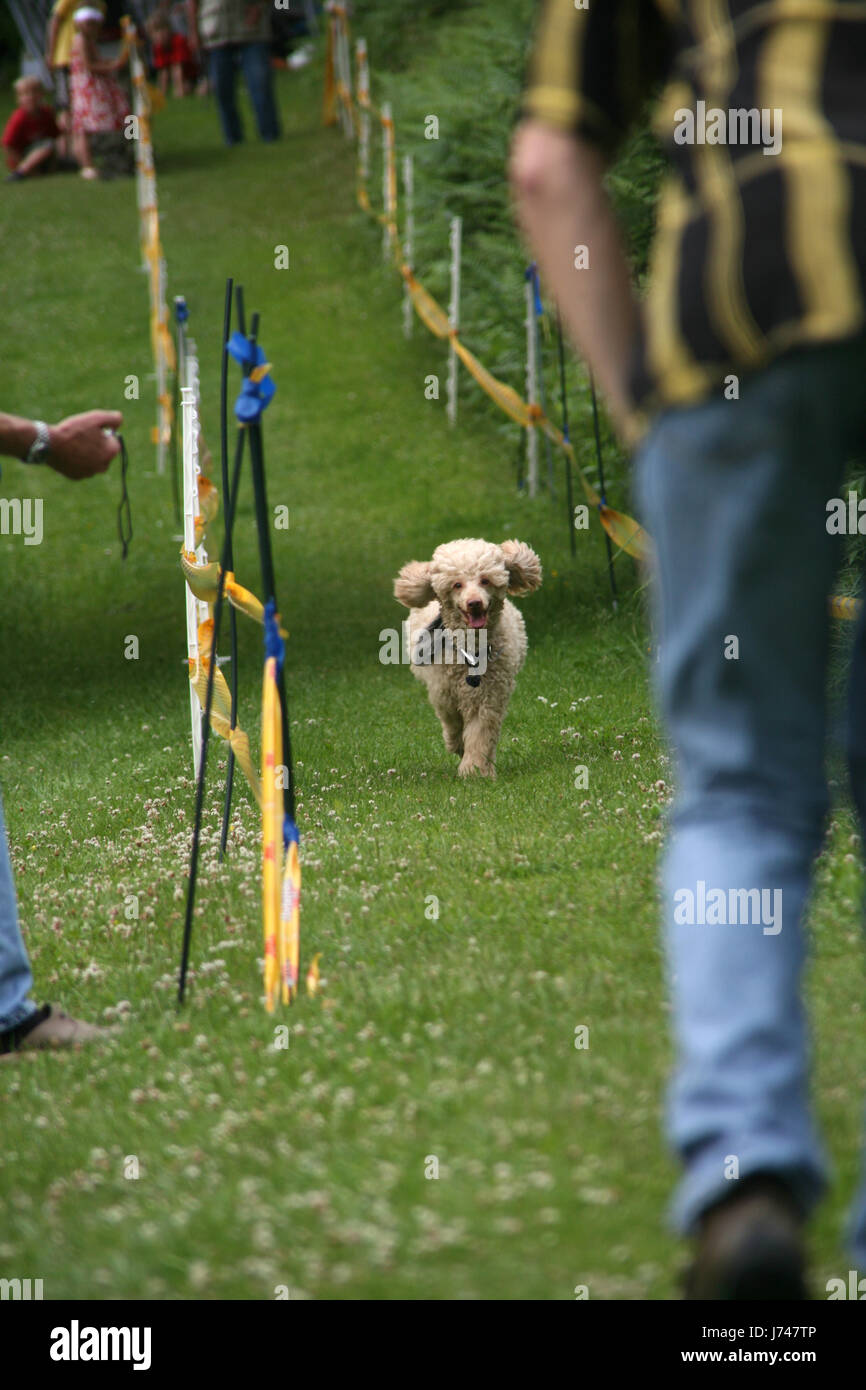 Pudelrennen hi-res stock photography and images - Alamy