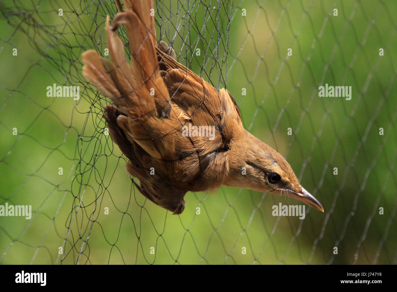 ornithologist at work Stock Photo - Alamy