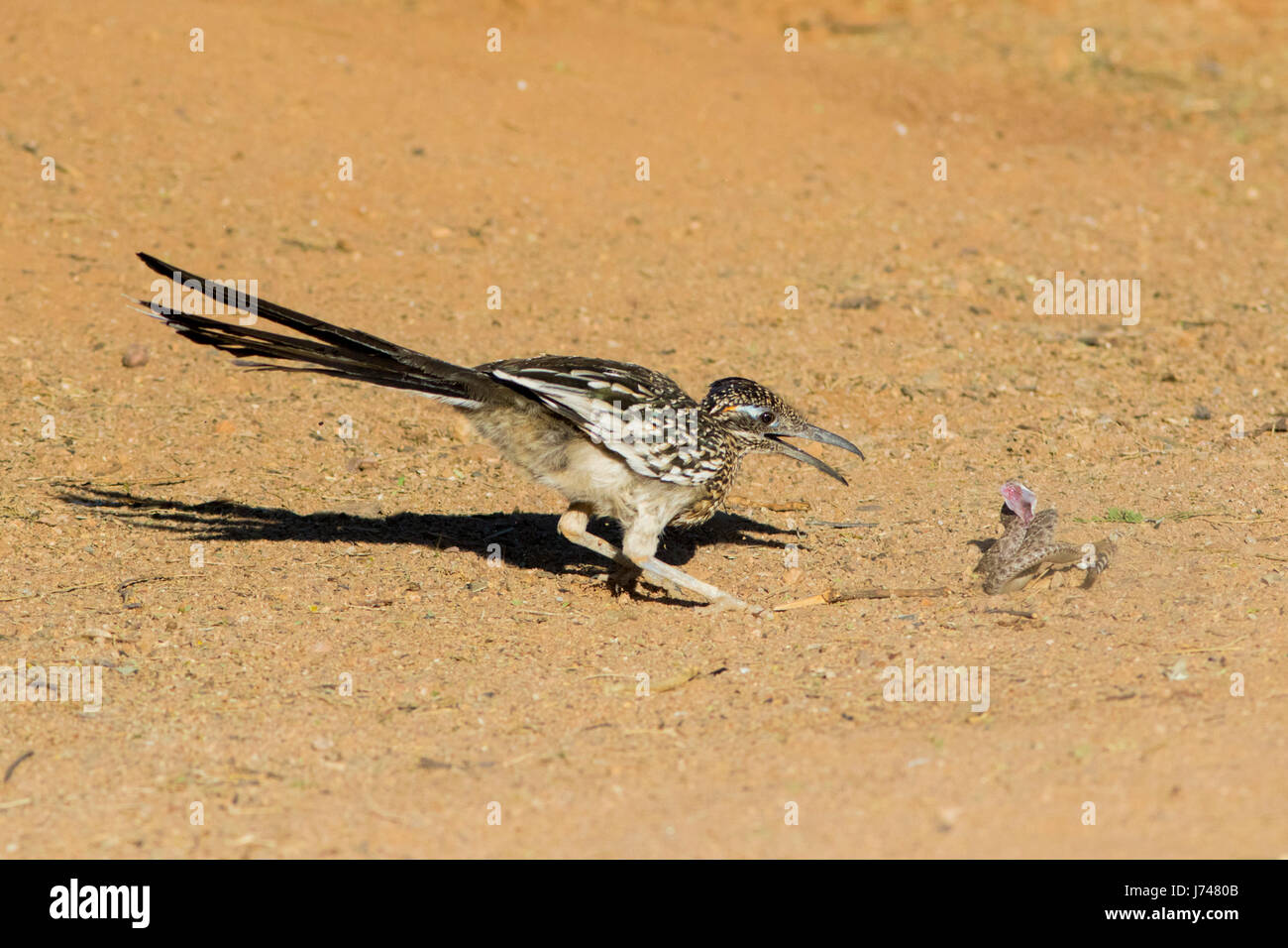 Greater Roadrunner Geococcyx californianus Amado, Santa Cruz County ...