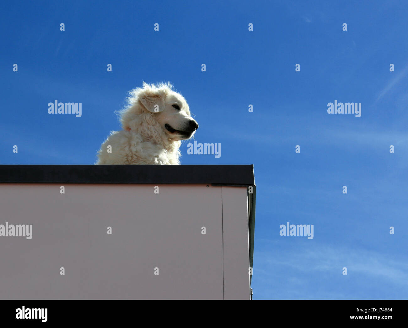 dog on roof Stock Photo - Alamy