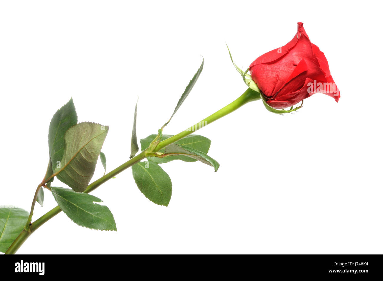 isolated flower plant rose love in love fell in love red leaf single ...