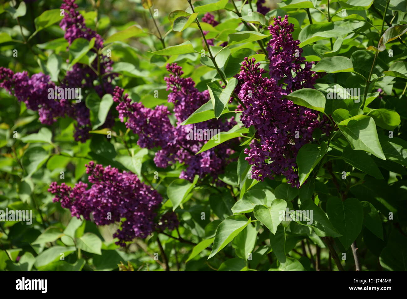 Common purple lilac syringa vulgaris hi-res stock photography and ...