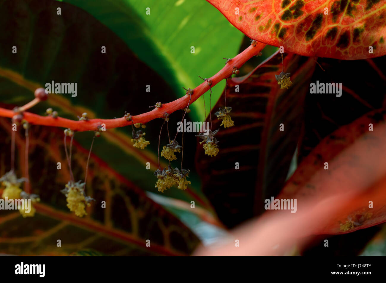 Green plants in the botanical garden shows its splendor Stock Photo - Alamy