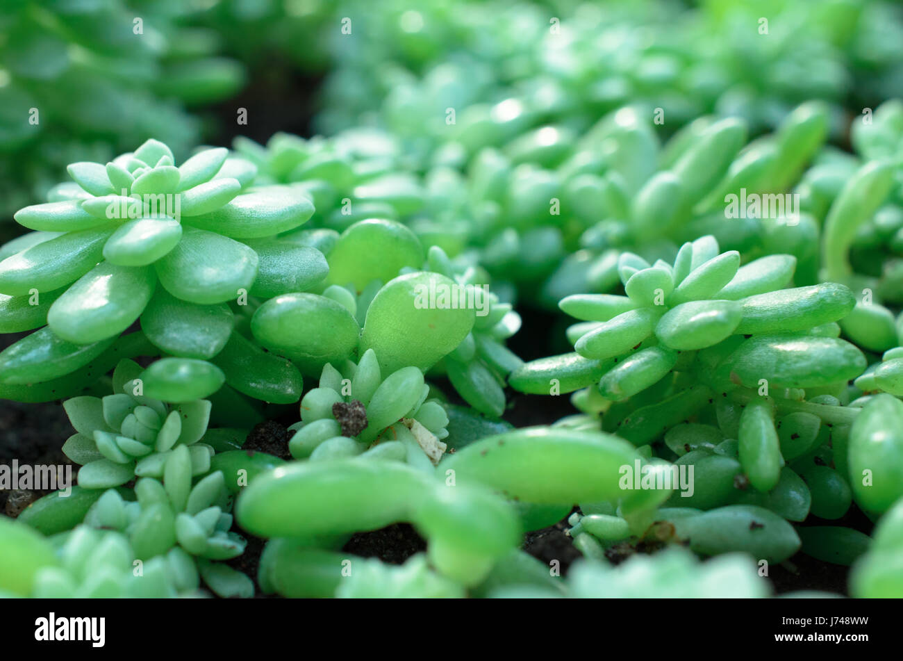 Green plants in the botanical garden shows its splendor Stock Photo - Alamy