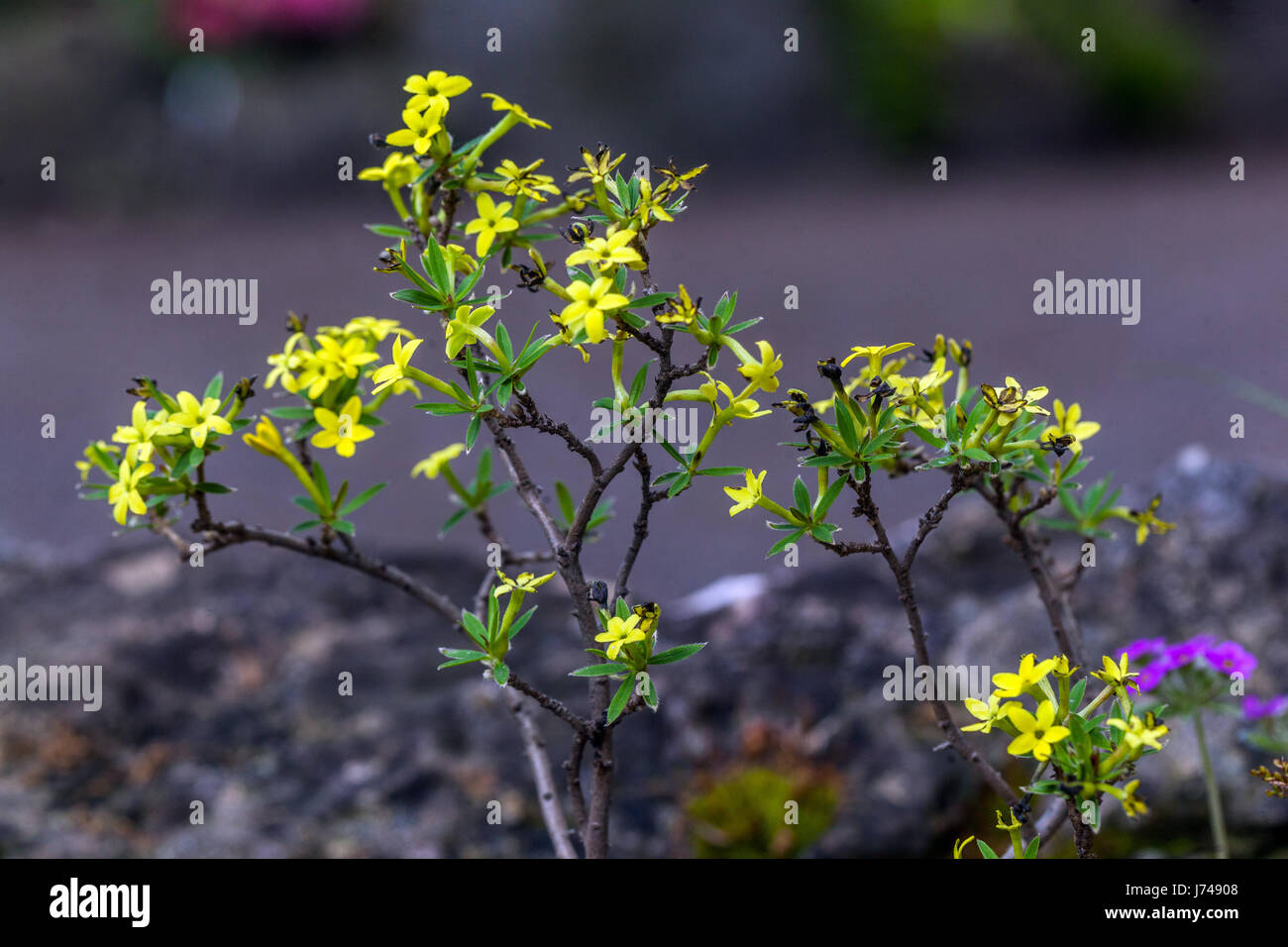 Modesta hi-res stock photography and images - Alamy
