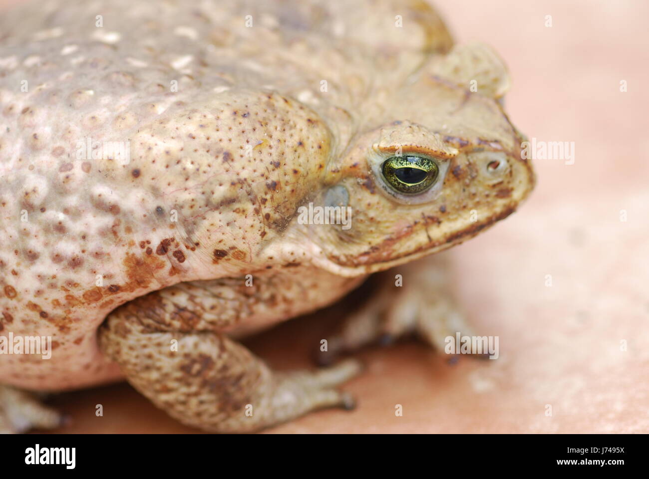 deadly toad tropics toxic poisonous animal animals virgin forest jungle ...