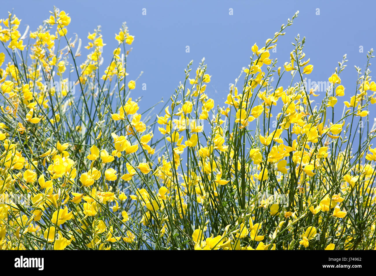 blue flower plant firmament sky italy yellow blue macro close-up macro ...