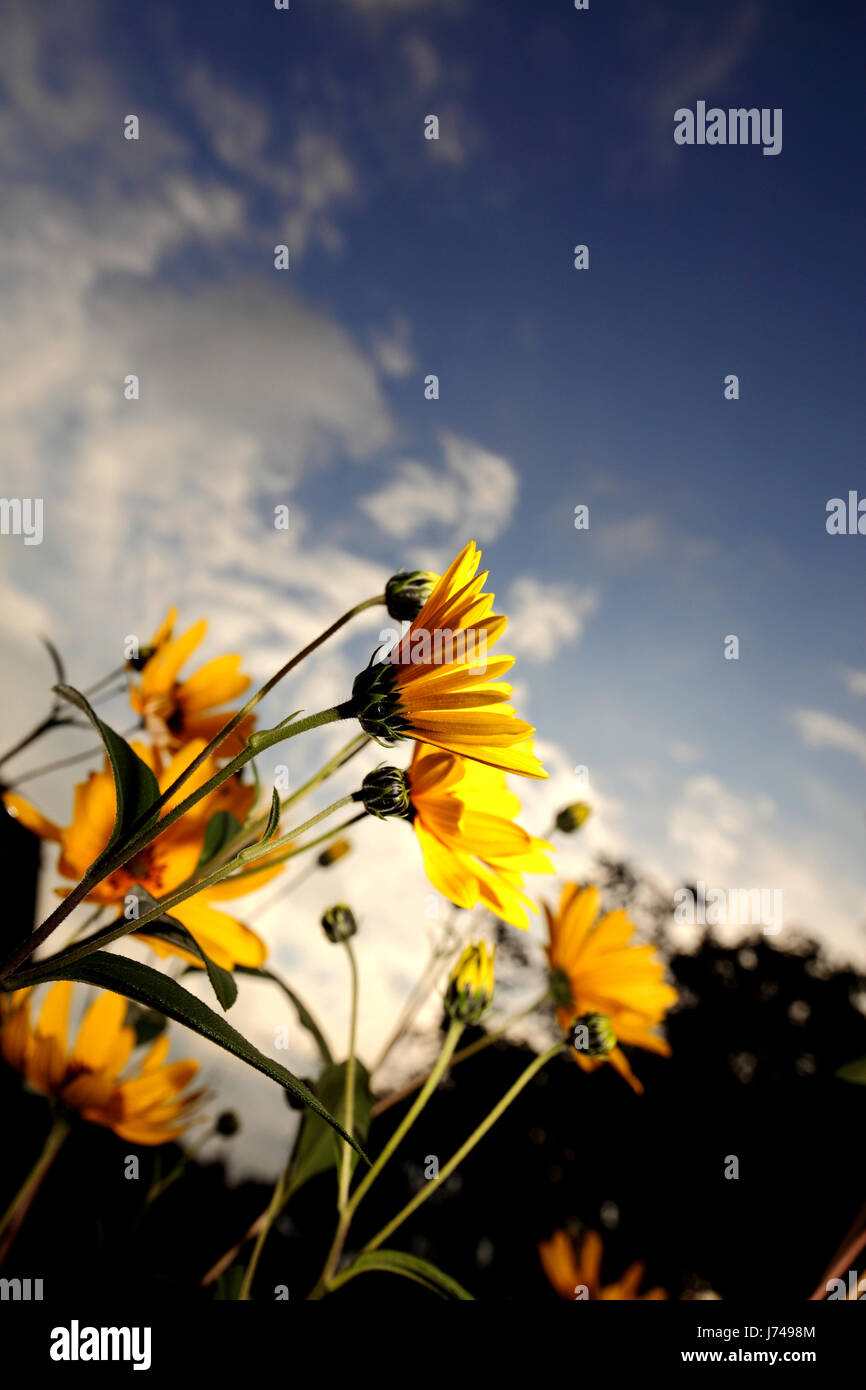 bloom blossom flourish flourishing shrubs firmament sky yellow clouds ...