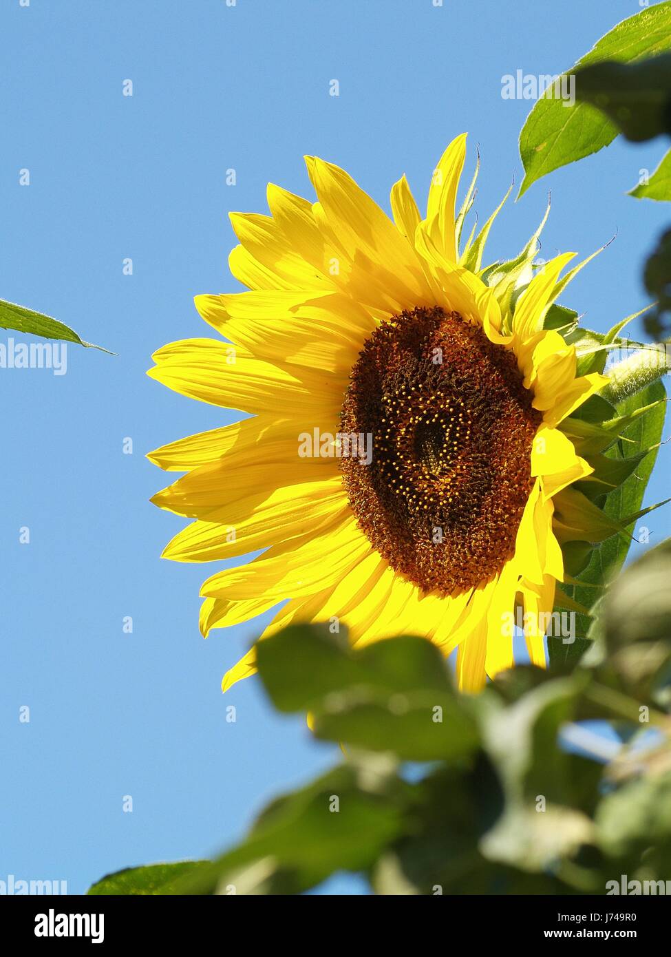 environment enviroment flower plant summer summerly sunflower season ...
