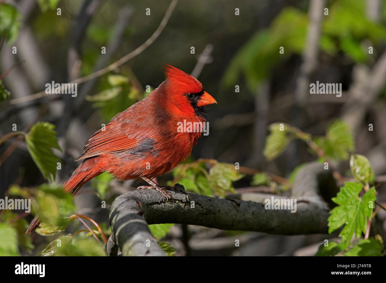 Cardinalidae family hi-res stock photography and images - Alamy