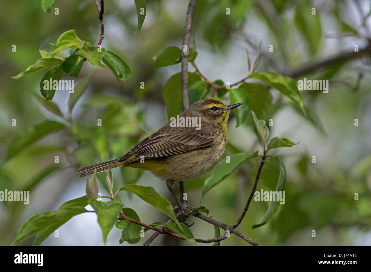 Palm warbler on a branch during spring migration. It is a small ...