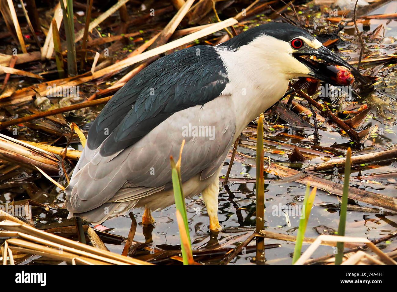 A Black Crown Night Heron eating a fish Stock Photo - Alamy