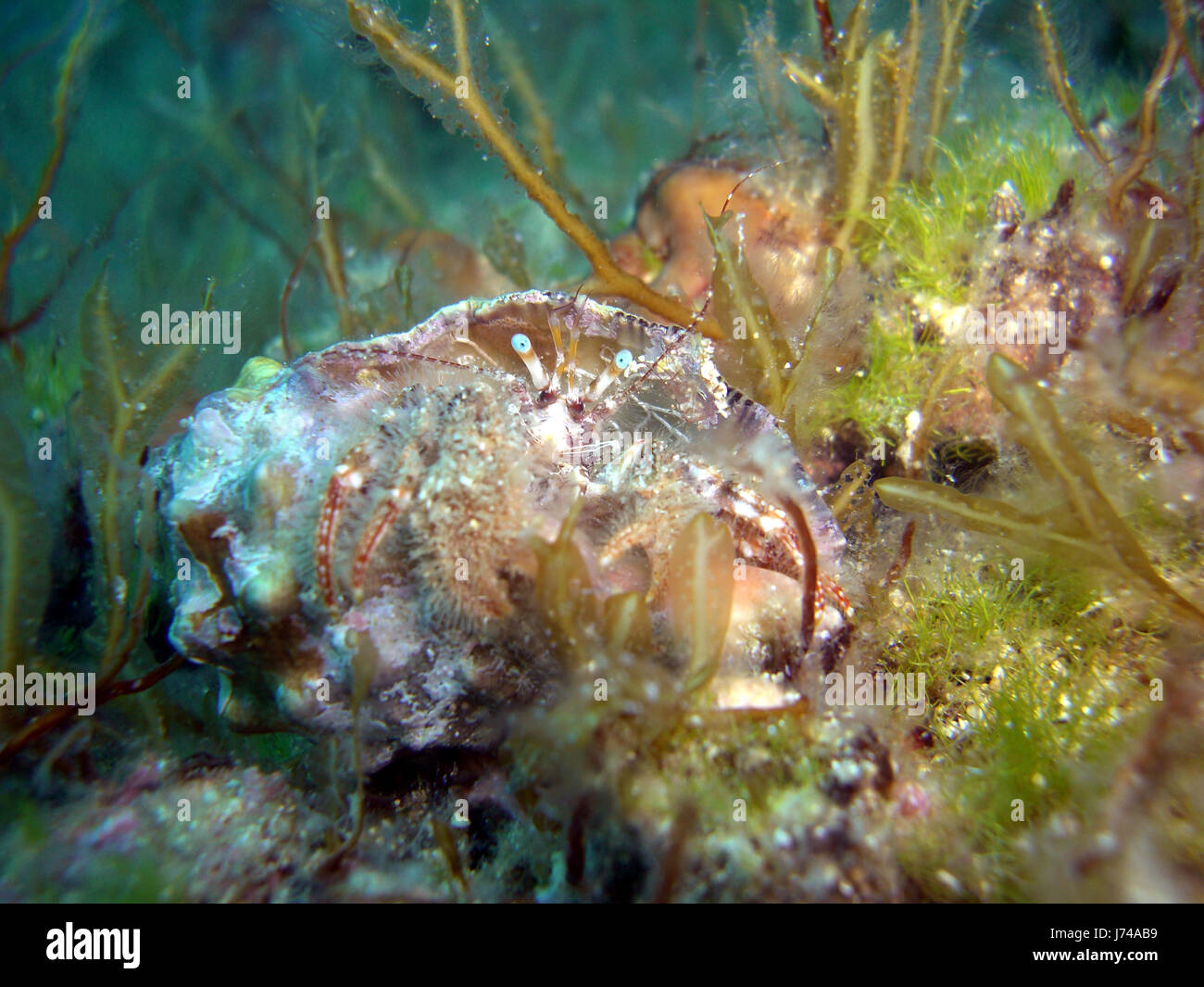 water mediterranean salt water sea ocean underwater malta snail shell ...