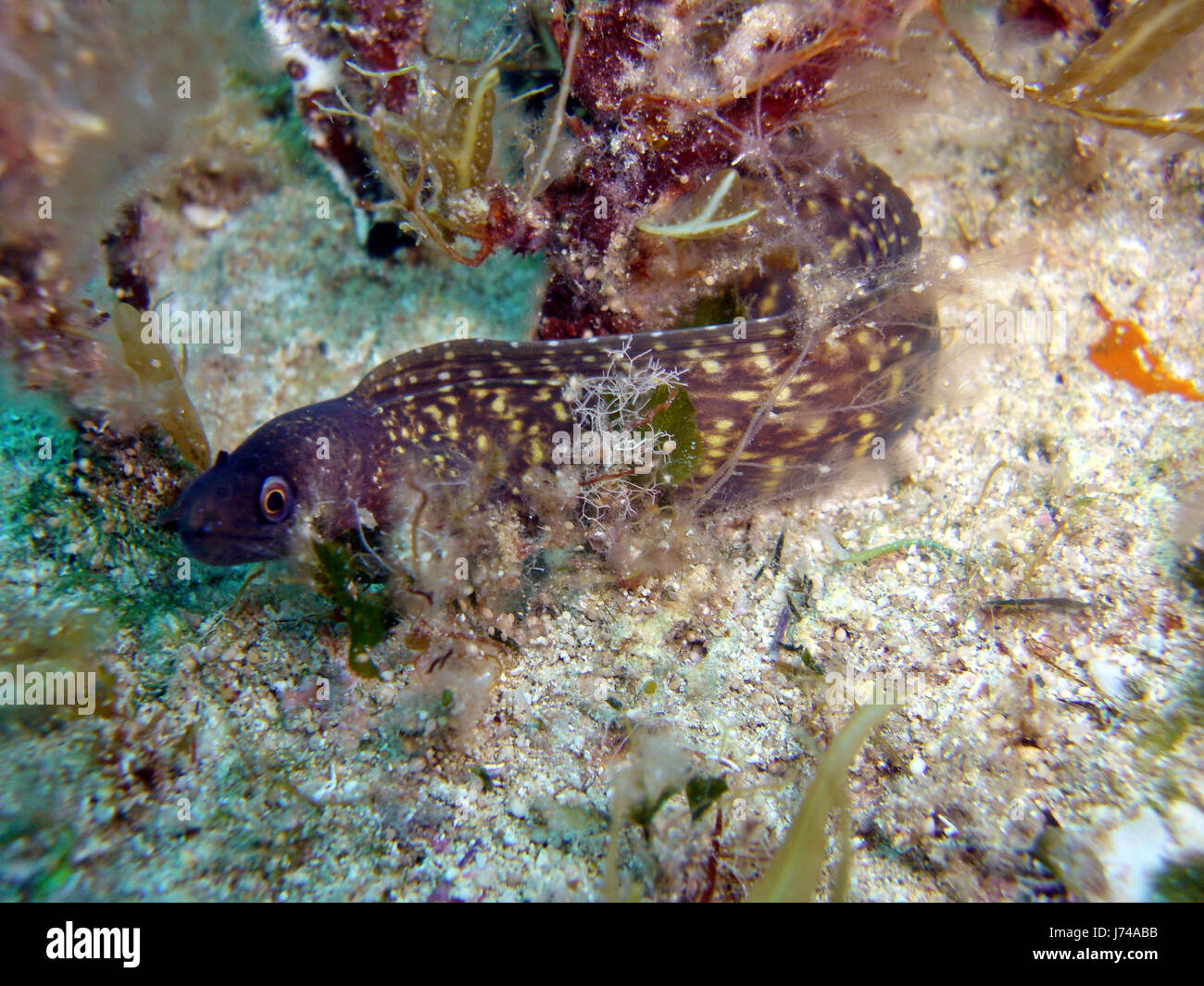 teeth hunter fish water mediterranean salt water sea ocean underwater ...
