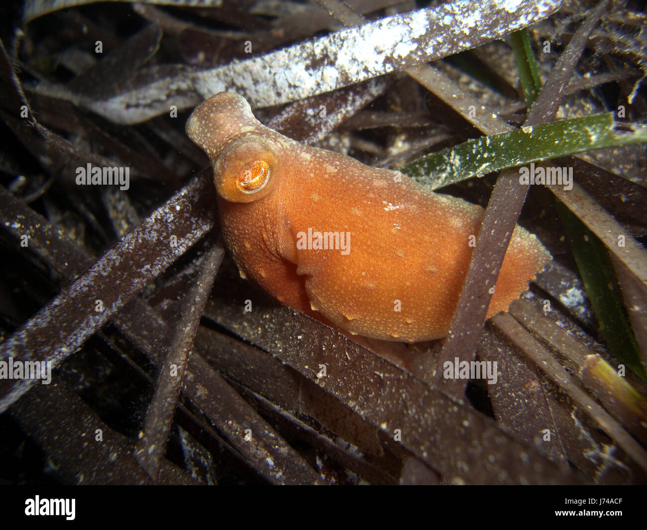 mollusc animals water mediterranean salt water sea ocean underwater ...