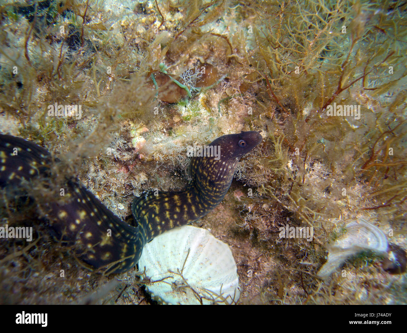 teeth hunter fish water mediterranean salt water sea ocean underwater ...