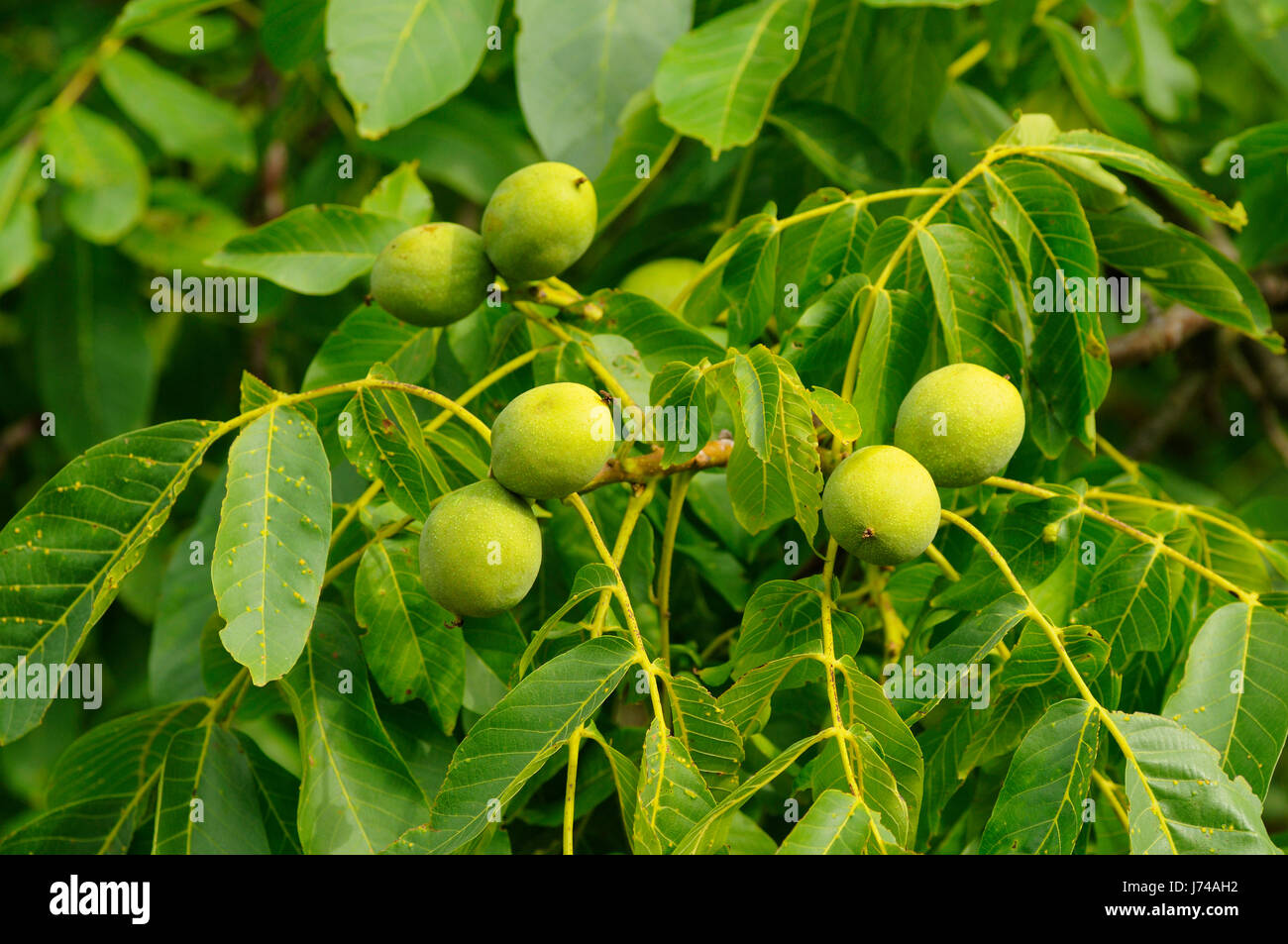 Echte walnuss hi-res stock photography and images - Alamy