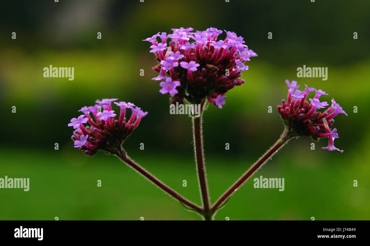 Geometry nature hi-res stock photography and images - Alamy