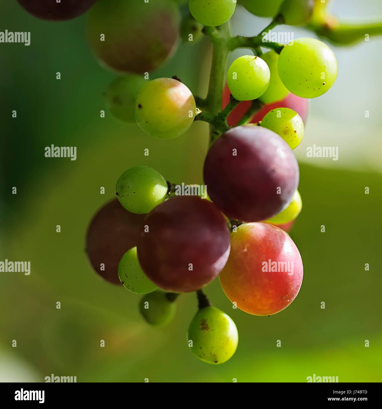 grapes ripe harvest time bunches of grapes hoarfrost vine grape vine ...