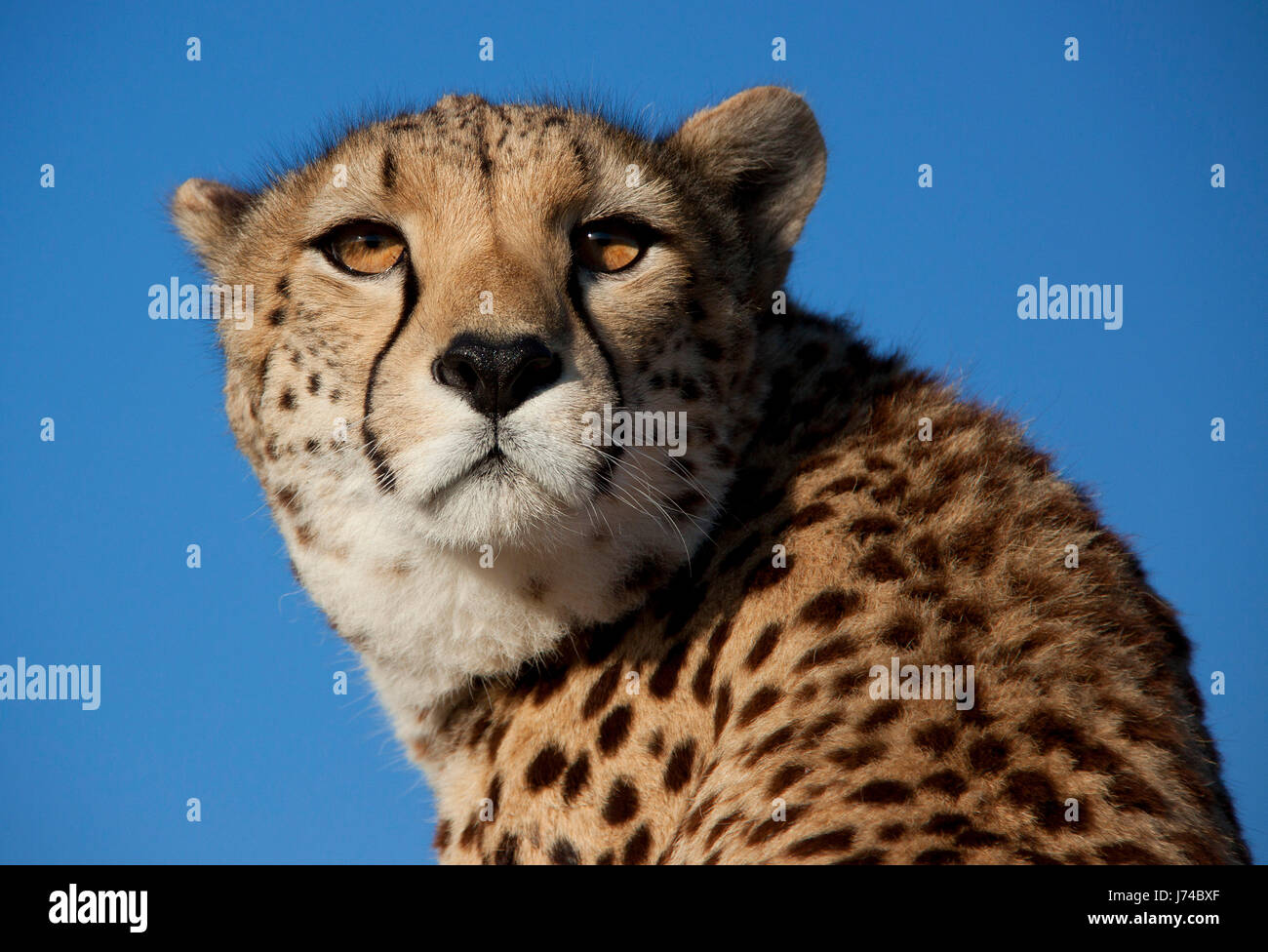 big cat feline predator predator force cat cheetah strength speed ...