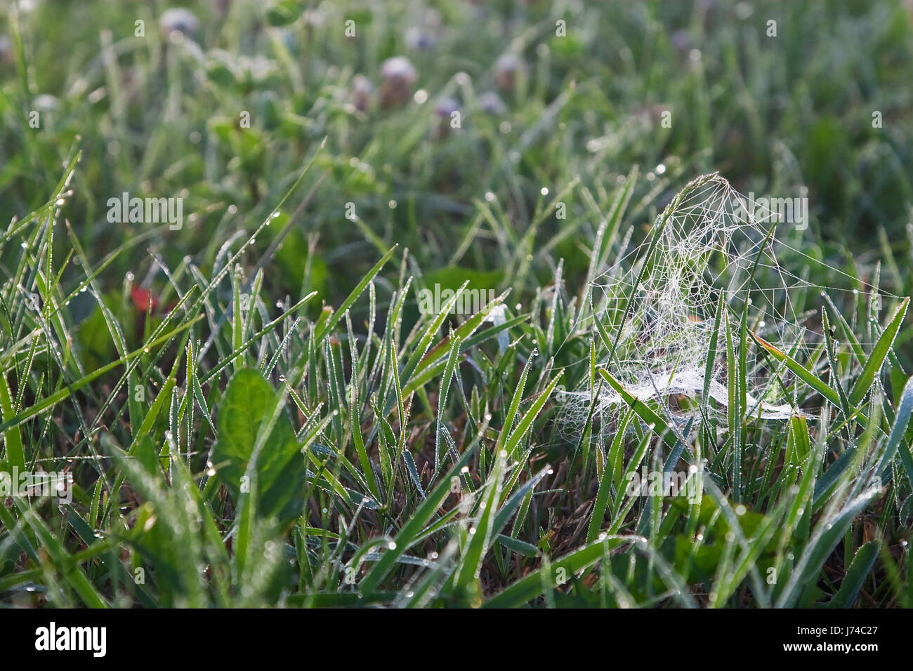 dew drop nature green grass herb summer field nature green grass herb ...