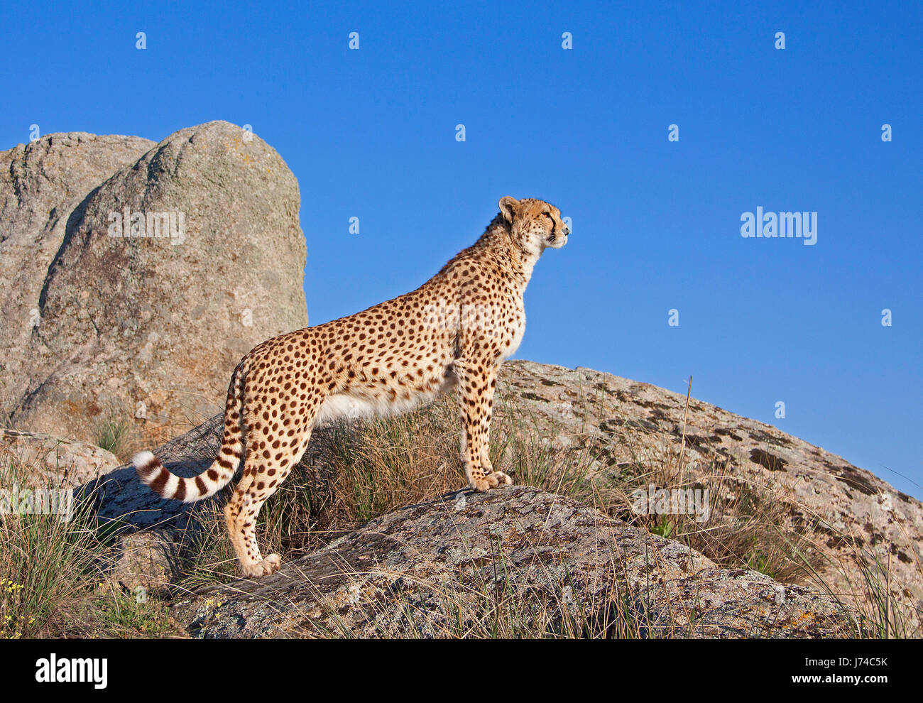 big cat feline predator predator force cat cheetah strength speed ...