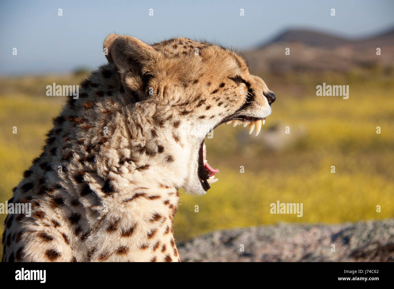 big cat feline predator predator cat cheetah strength force africa ...