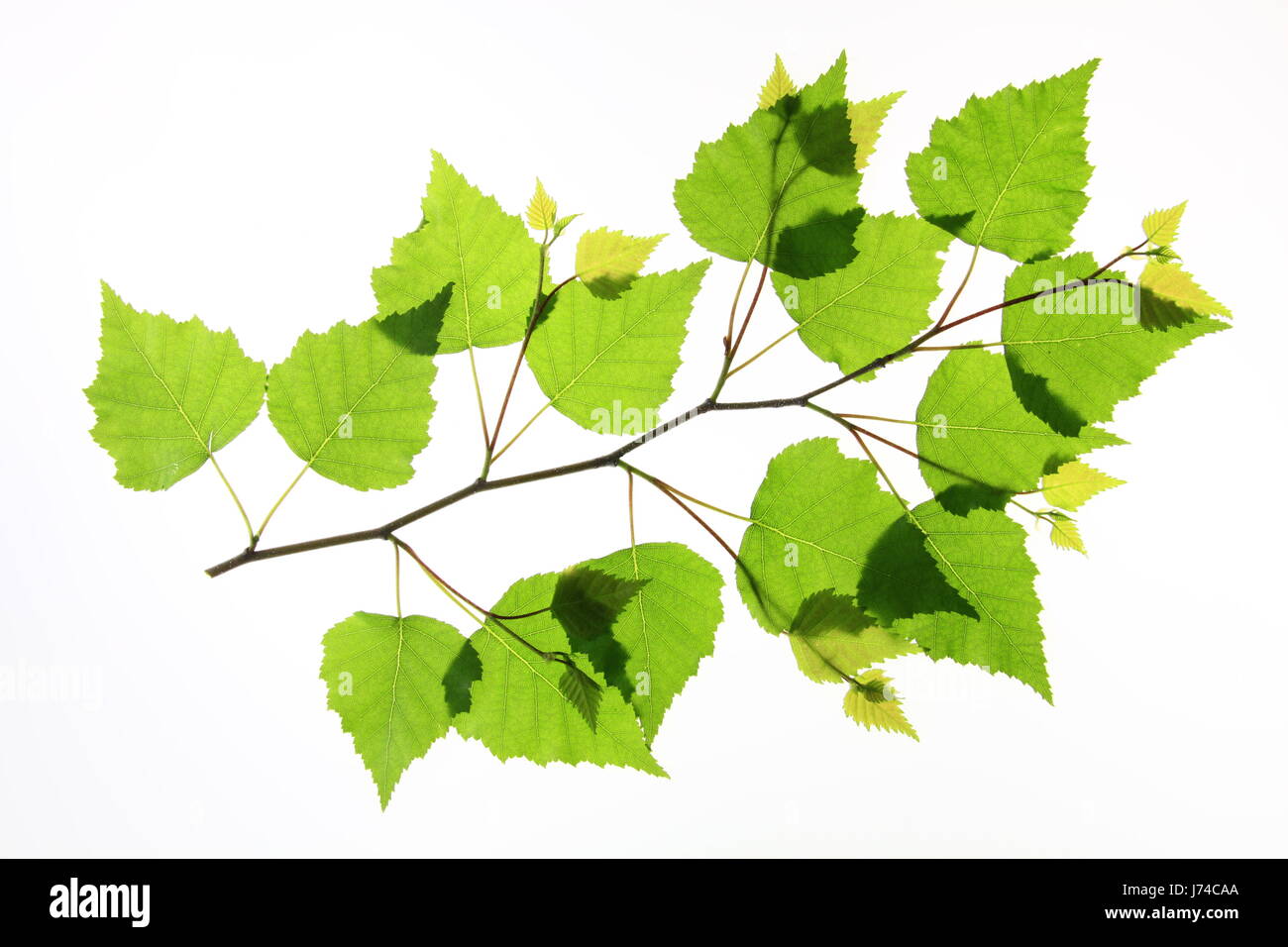 optional green spring branch birch isolated optional tree green leaves ...