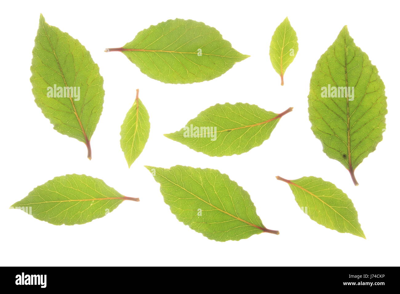 Nine leaves hi-res stock photography and images - Alamy