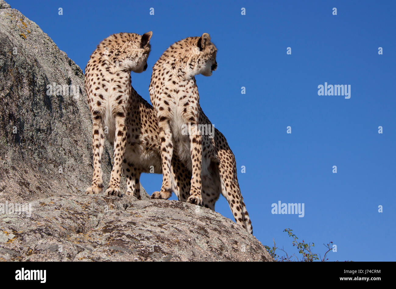 Cheetah twins hi-res stock photography and images - Alamy