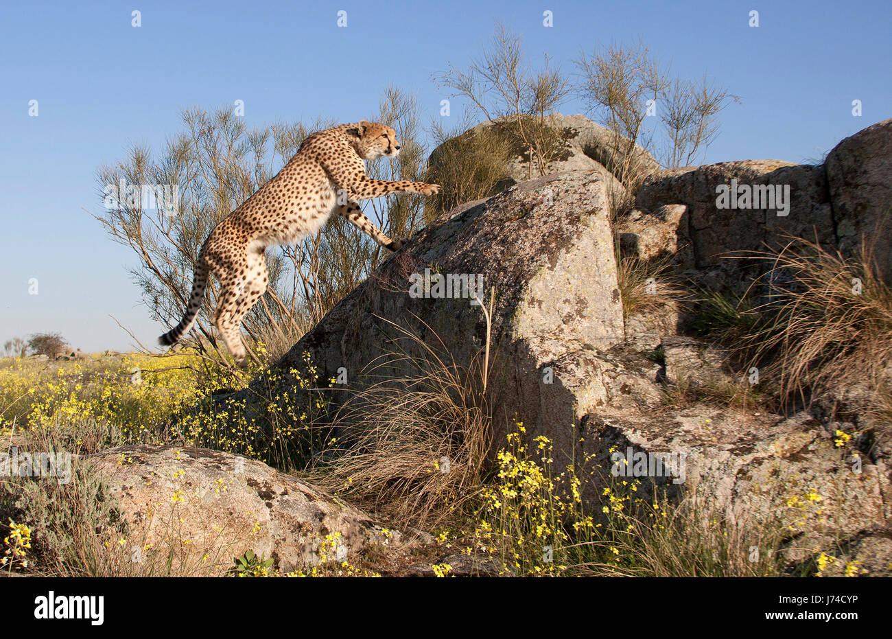 big cat feline predator predator force cat cheetah strength speed ...