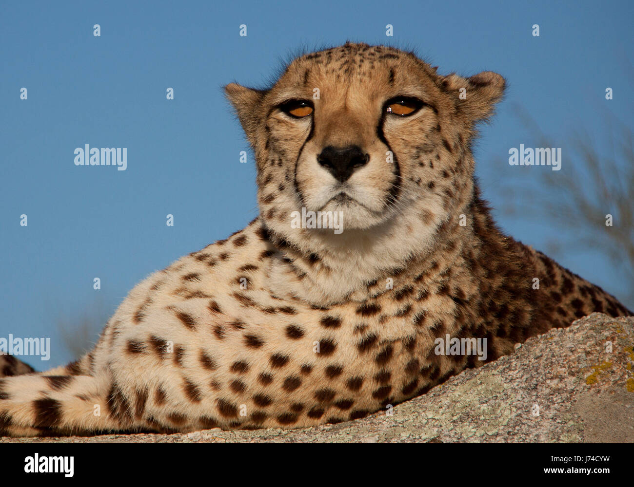 cheetah in the evening light Stock Photo - Alamy