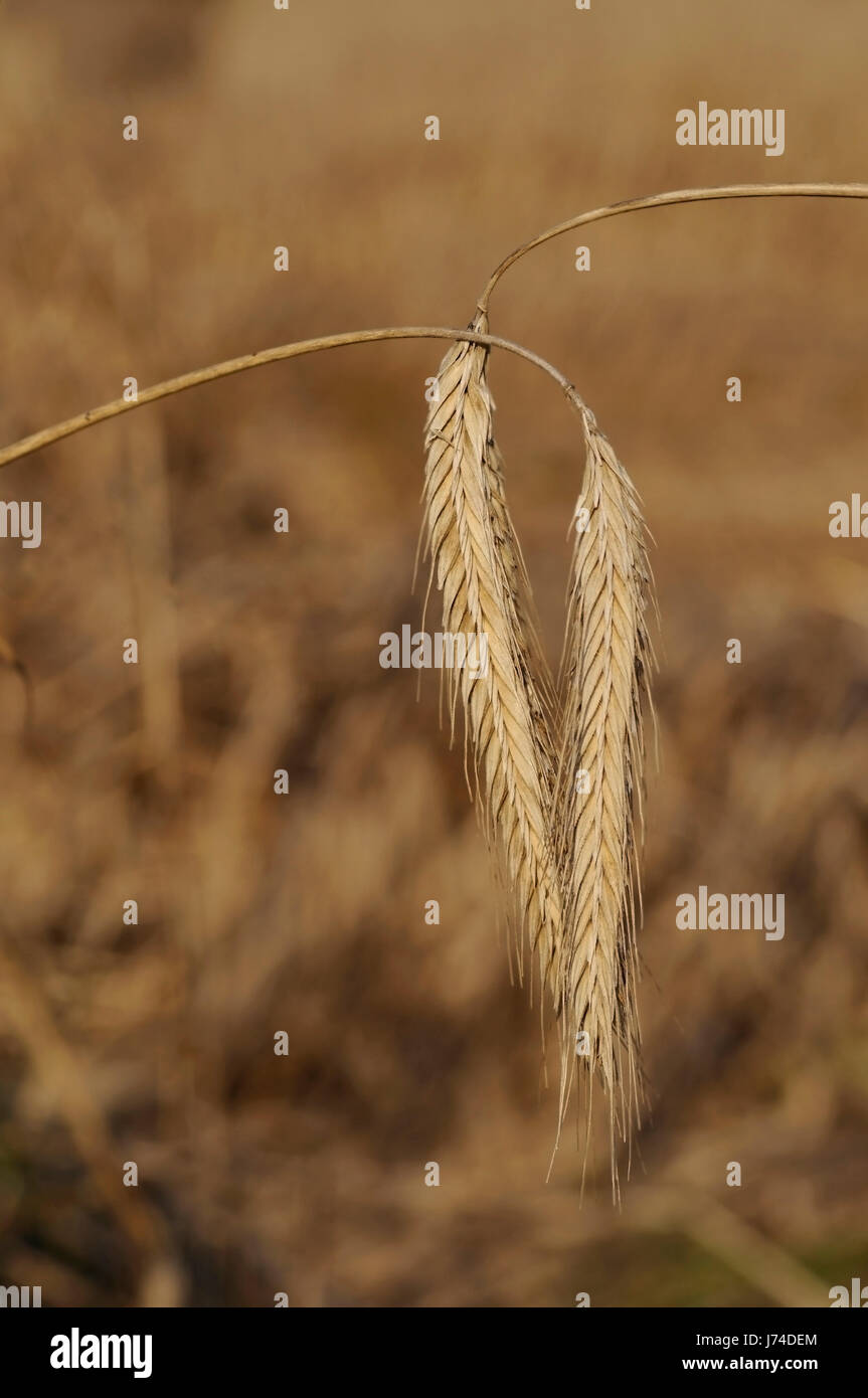 plant agriculture farming useful plant field rye agrarian economy ...
