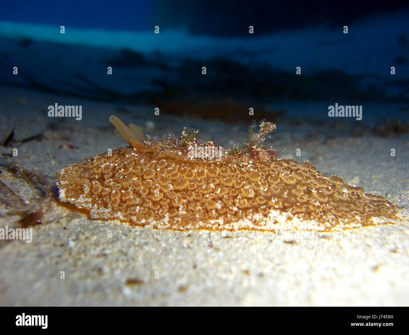 animal water mediterranean salt water sea ocean underwater malta slug ...