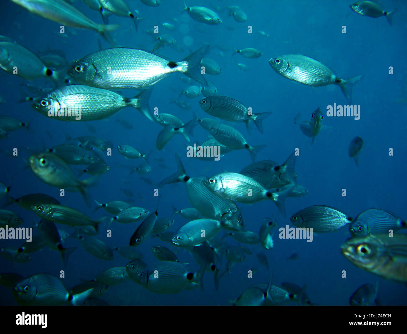 fish water mediterranean salt water sea ocean underwater malta dive ...