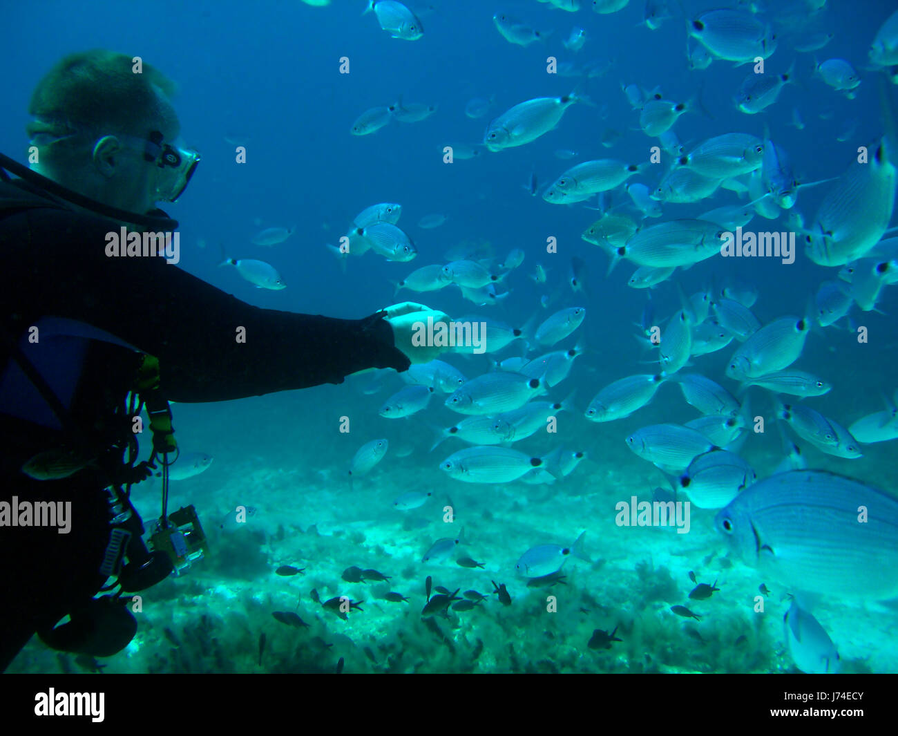 aquarium fish water mediterranean salt water sea ocean underwater malta ...