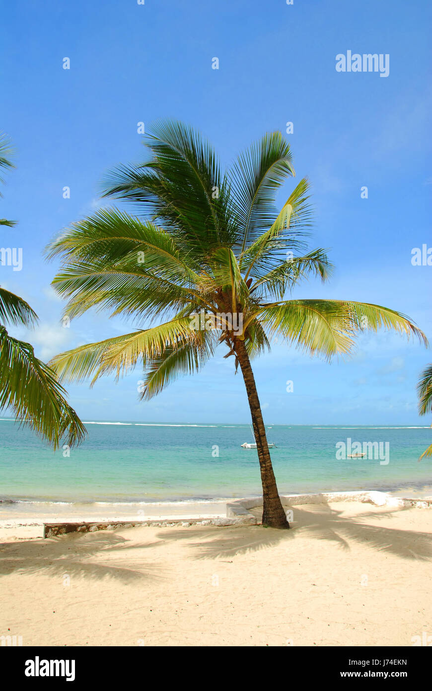africa beach seaside the beach seashore palm zanzibar salt water sea ...