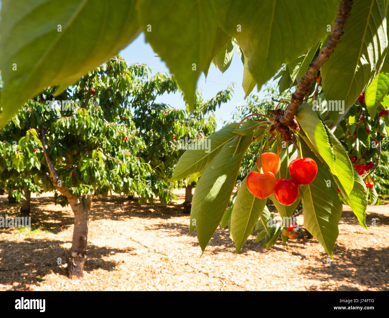 Cherry orchard with fruits growing Stock Photo - Alamy
