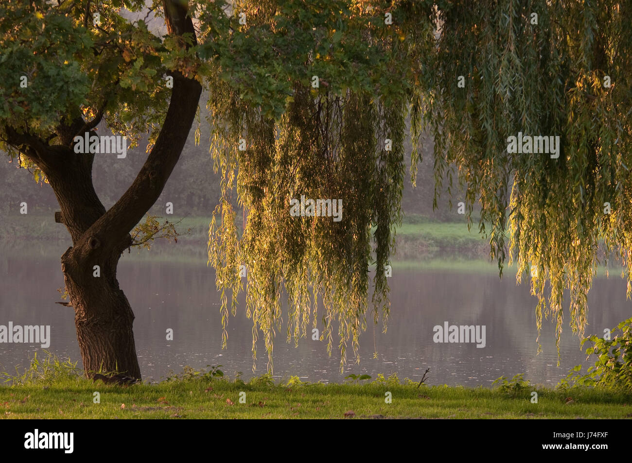 tree weeping willow fresh water lake inland water water nature tree ...