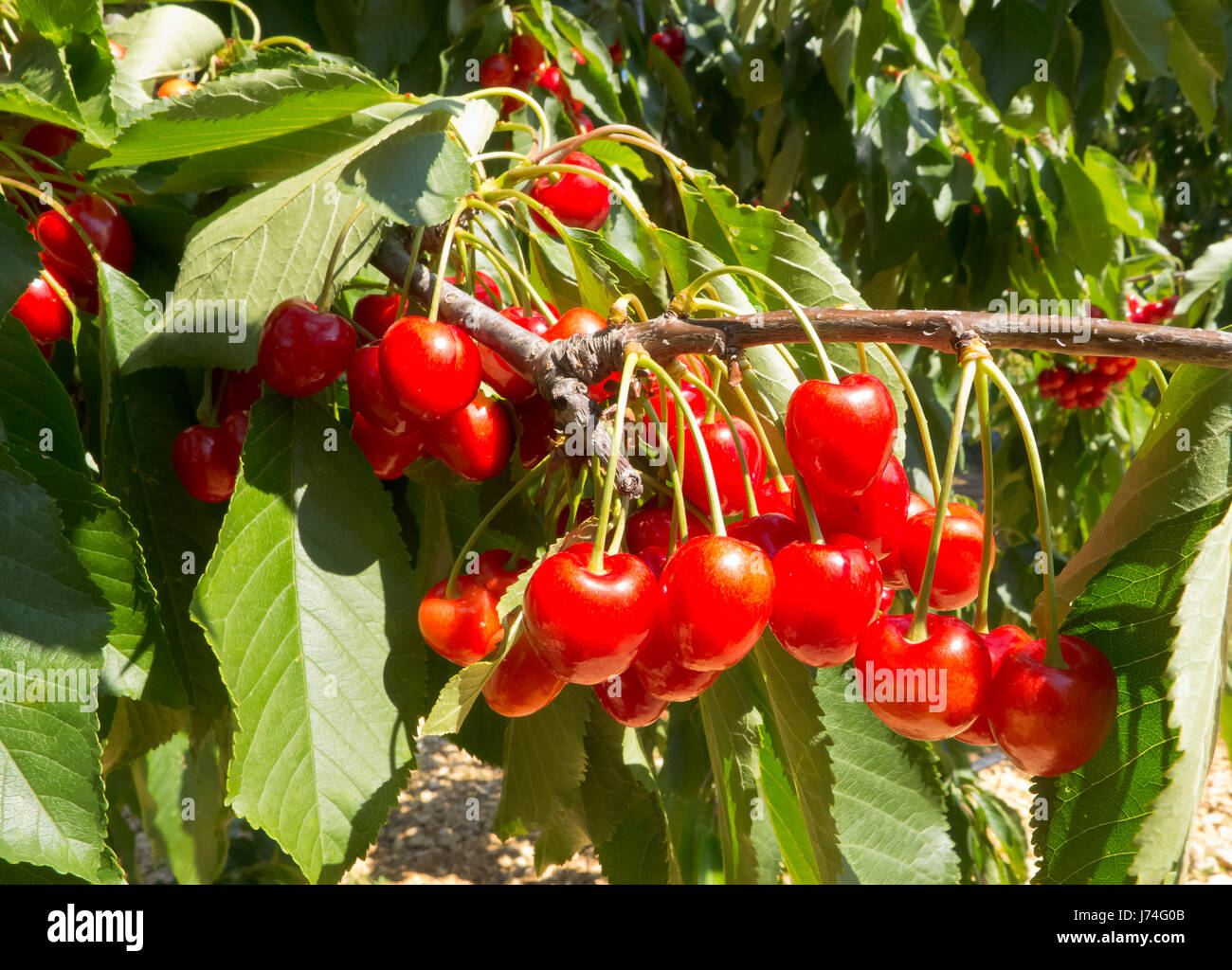 Cherry orchard with fruits growing Stock Photo - Alamy