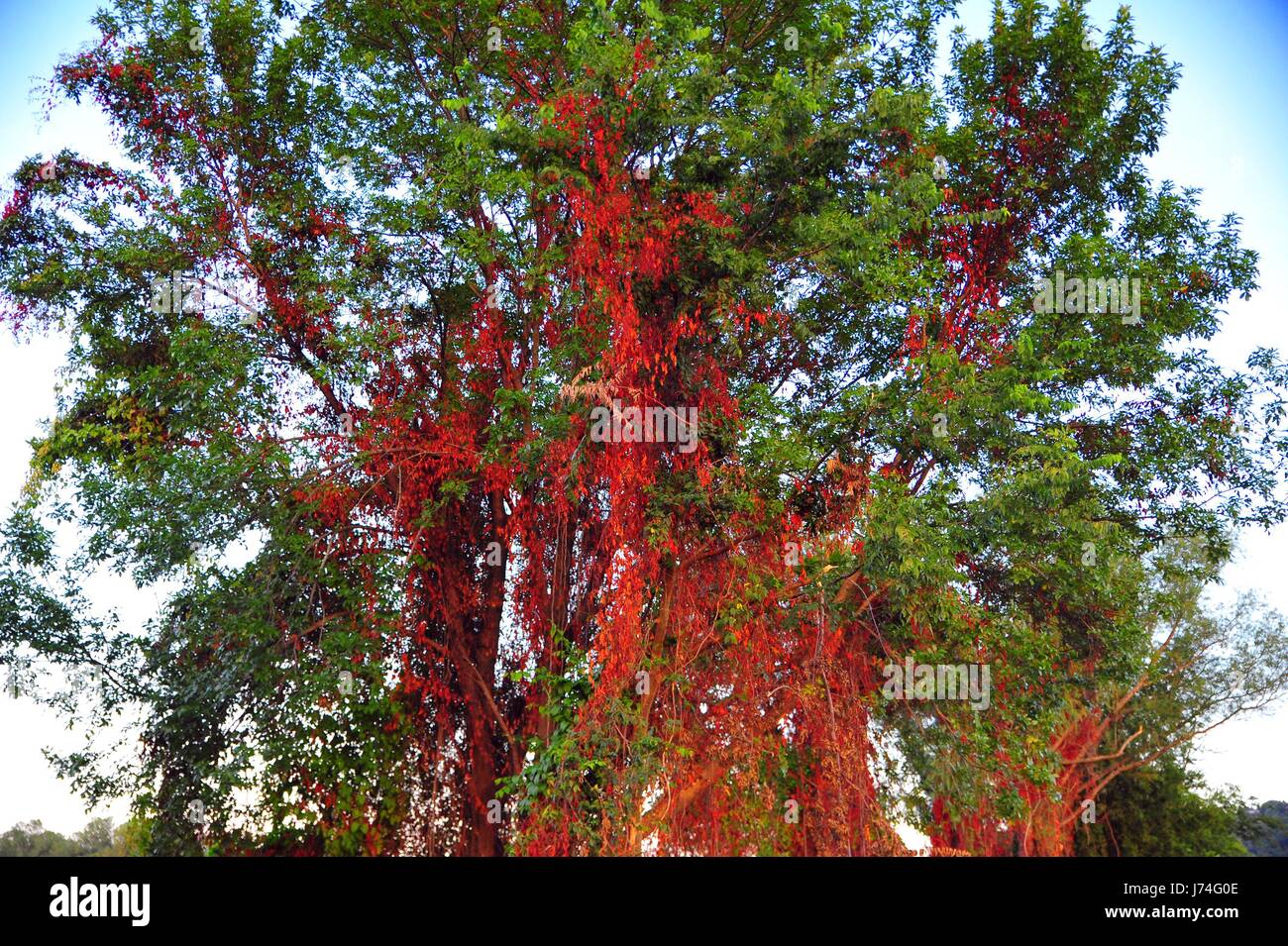 LITTLE ROCK - AUGUST Leaves on the tree in Two Rivers Park in Little ...
