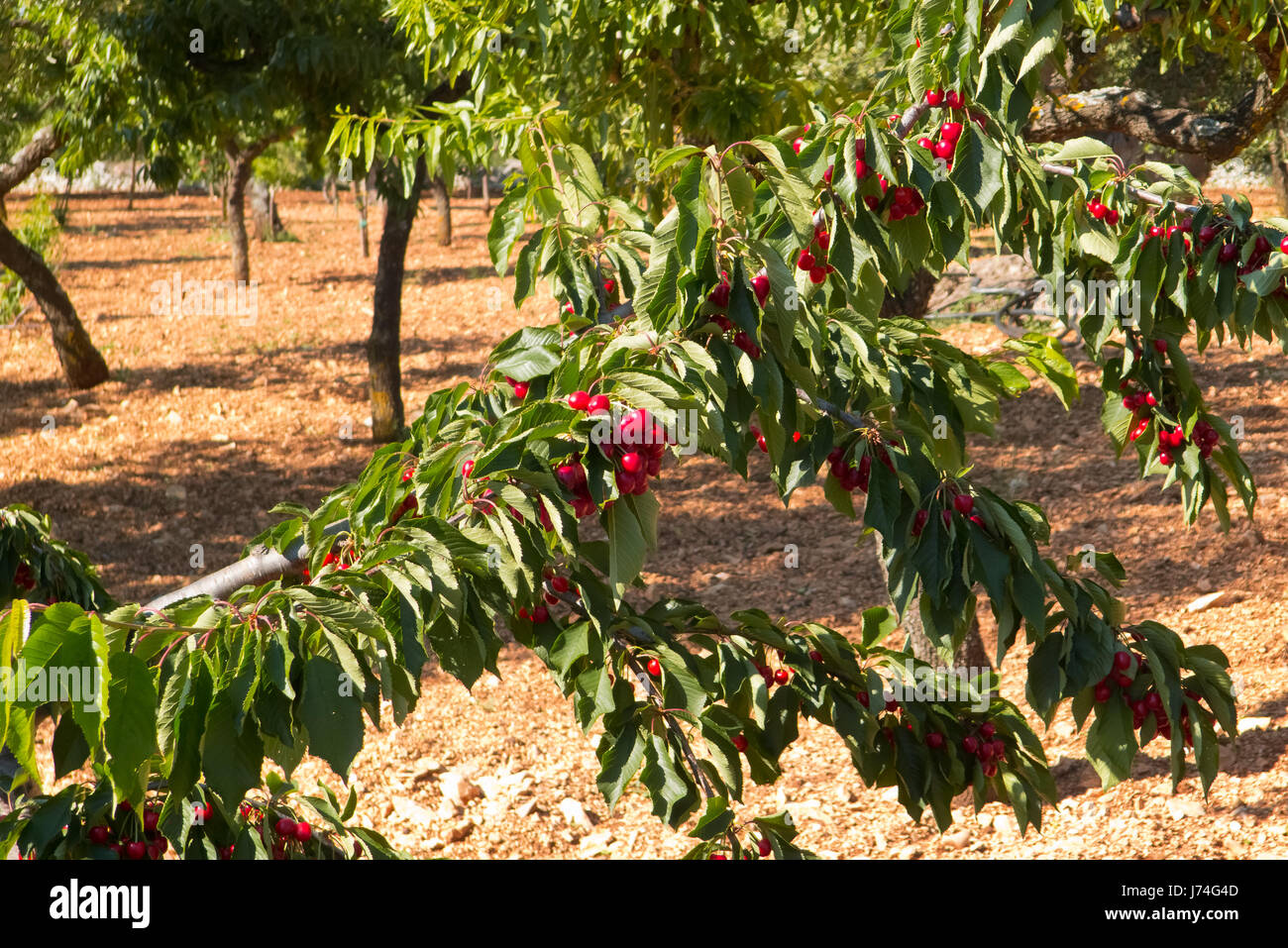Sustainable orchard hi-res stock photography and images - Alamy