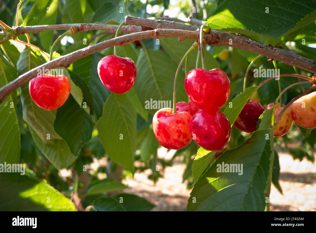 Cherry orchard with fruits growing Stock Photo - Alamy