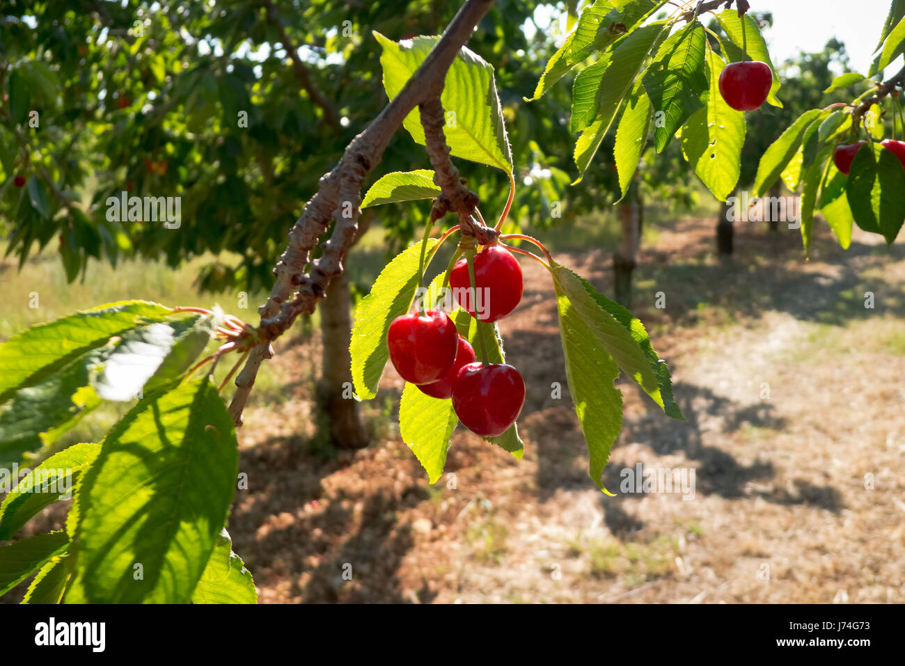 Cherry orchard with fruits growing Stock Photo - Alamy