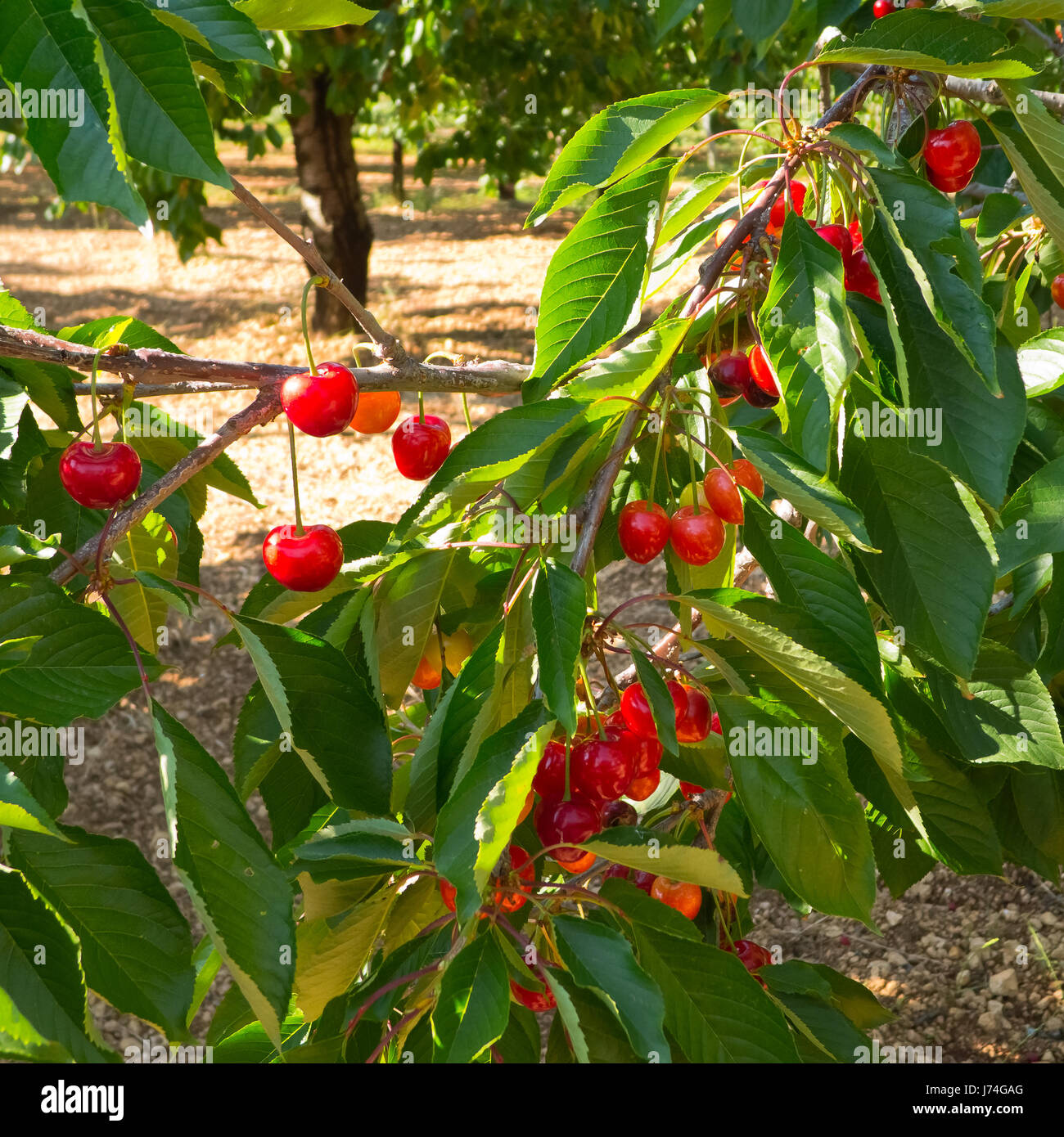 Cherry orchard with fruits growing Stock Photo - Alamy