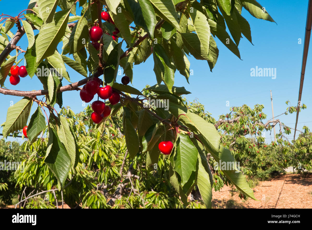 Cherry orchard with fruits growing Stock Photo - Alamy