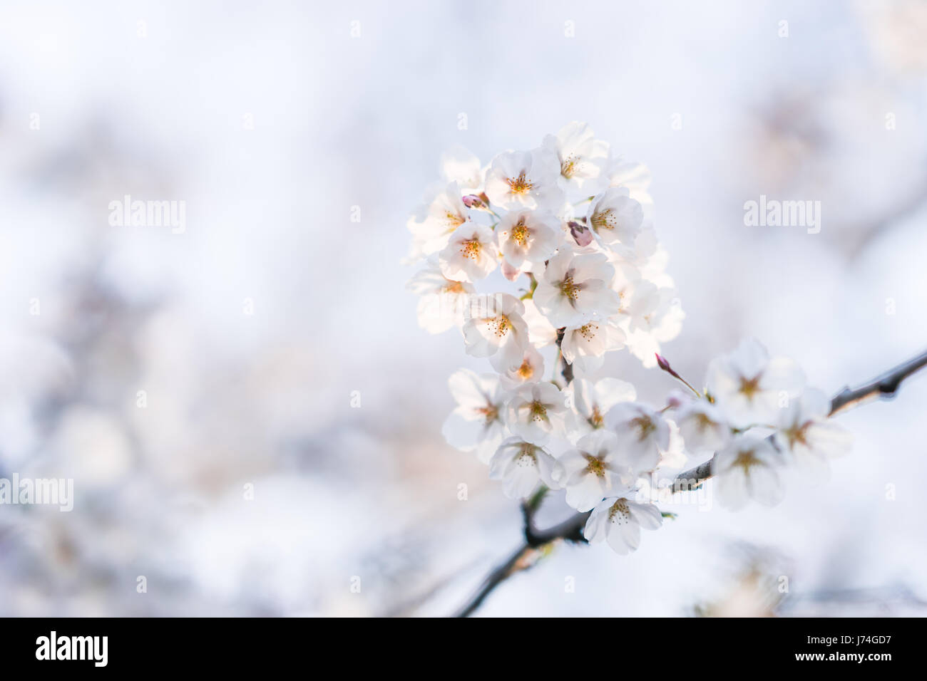 Japanese cherry blossom trees in the morning light. Spring sunrise in ...