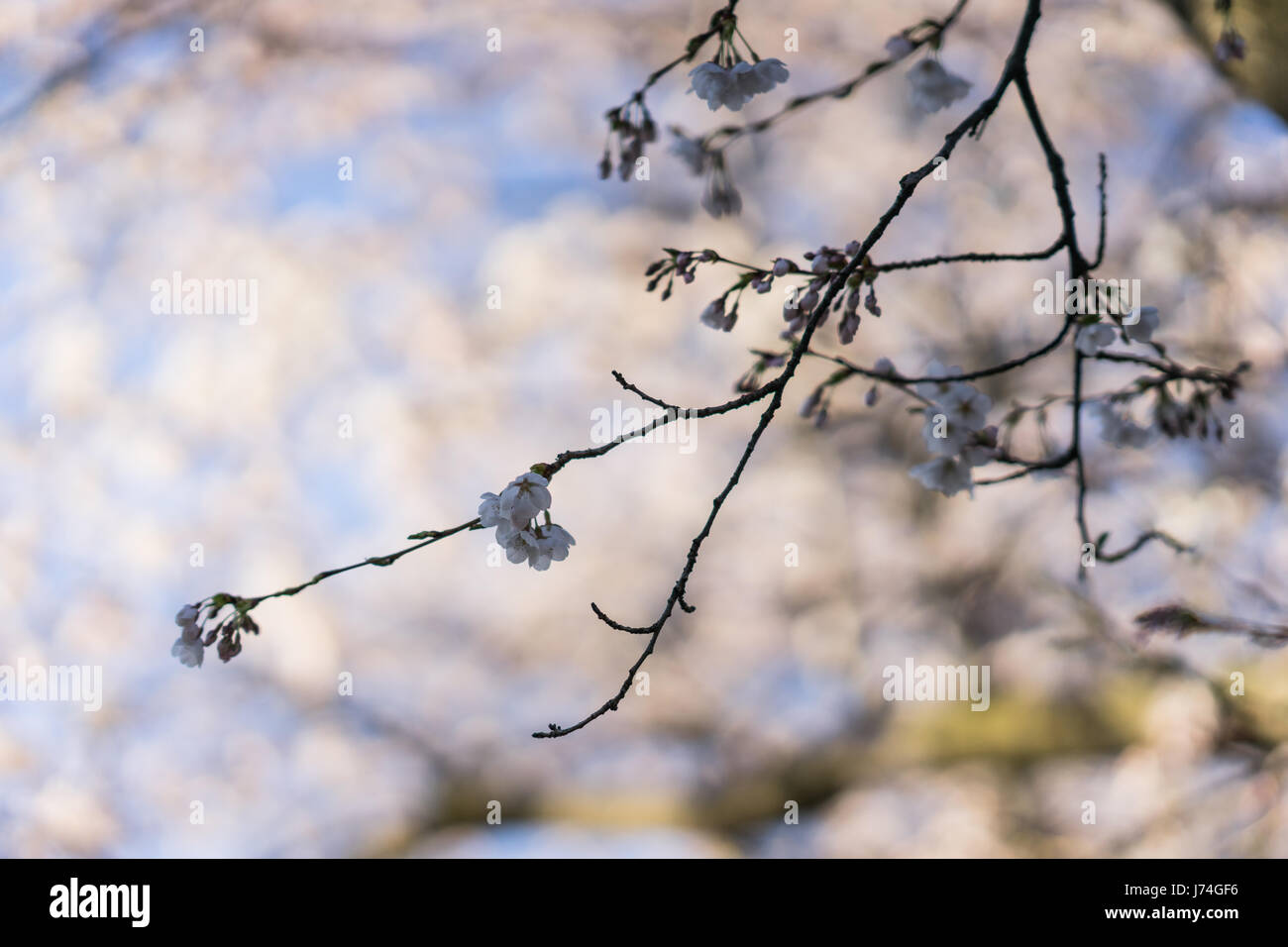 Japanese cherry blossom trees in the morning light. Spring sunrise in ...