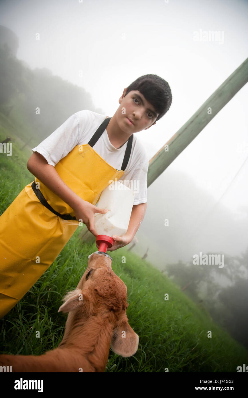 cloud cow farm feed calf boy lad male youngster child fence laugh ...
