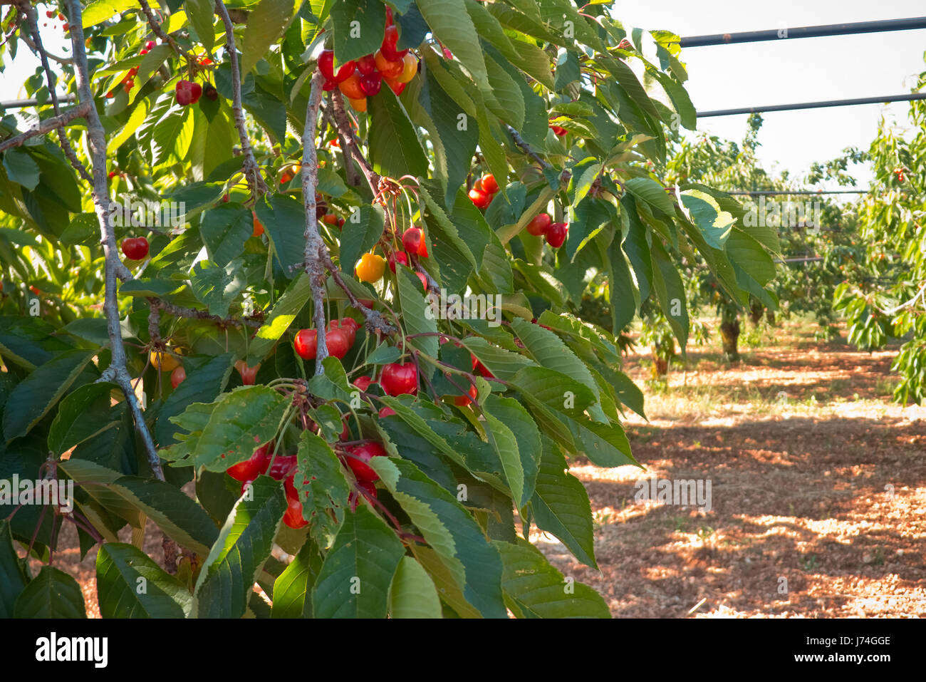 Cherry orchard with fruits growing Stock Photo - Alamy